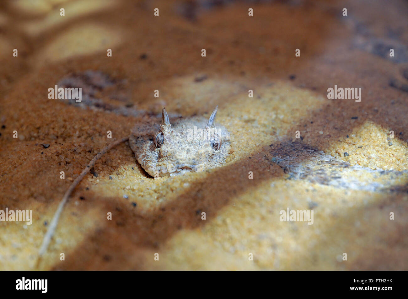 Cerastes cerastes common names: Saharan horned viper, horned desert ...