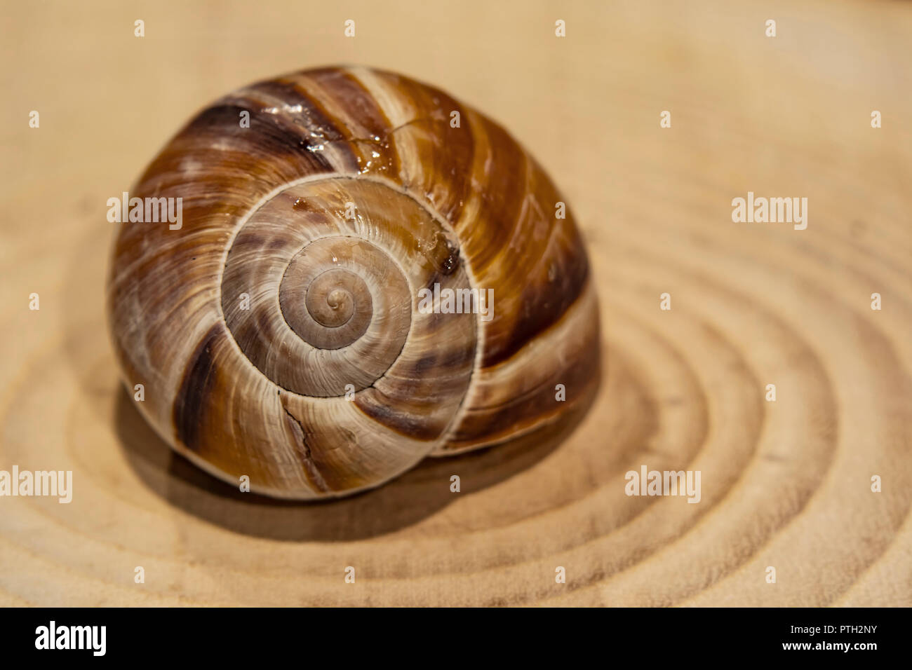 Very close up snail hi-res stock photography and images - Alamy