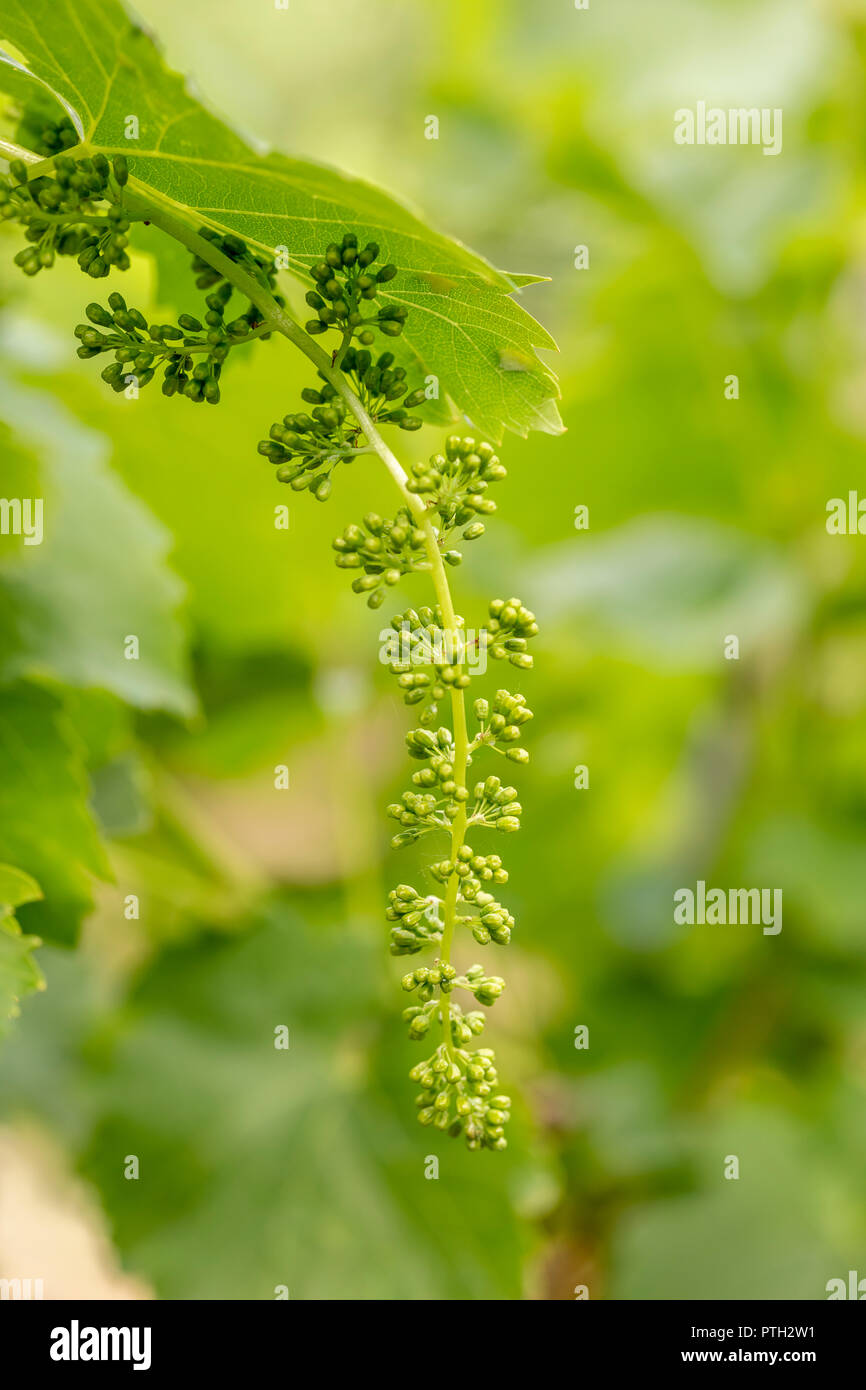 Grape vine with young leaves and buds blooming on a grape vine in the ...