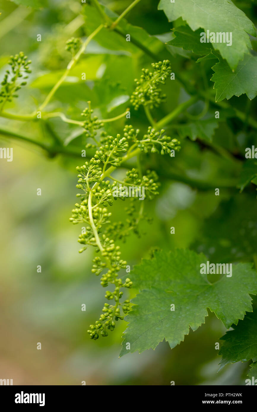 Grape vine with young leaves and buds blooming on a grape vine in the ...