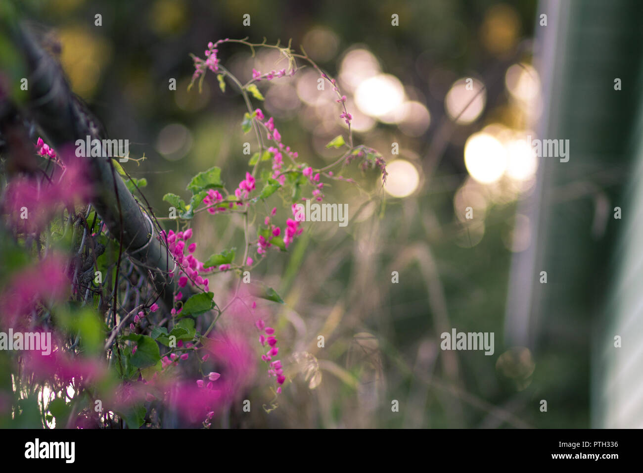 Flowering vines wrapped around a chainlink fence behind a historic ...
