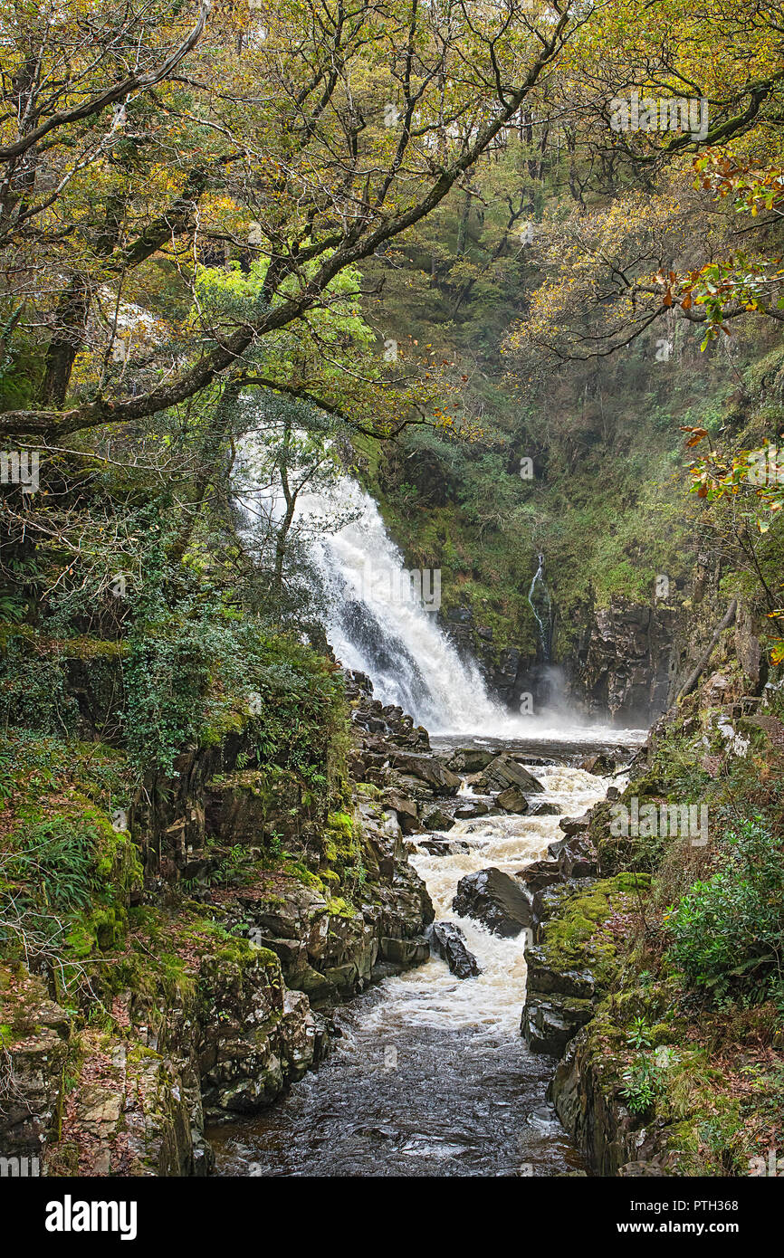 Coed y brenin forest hi-res stock photography and images - Alamy