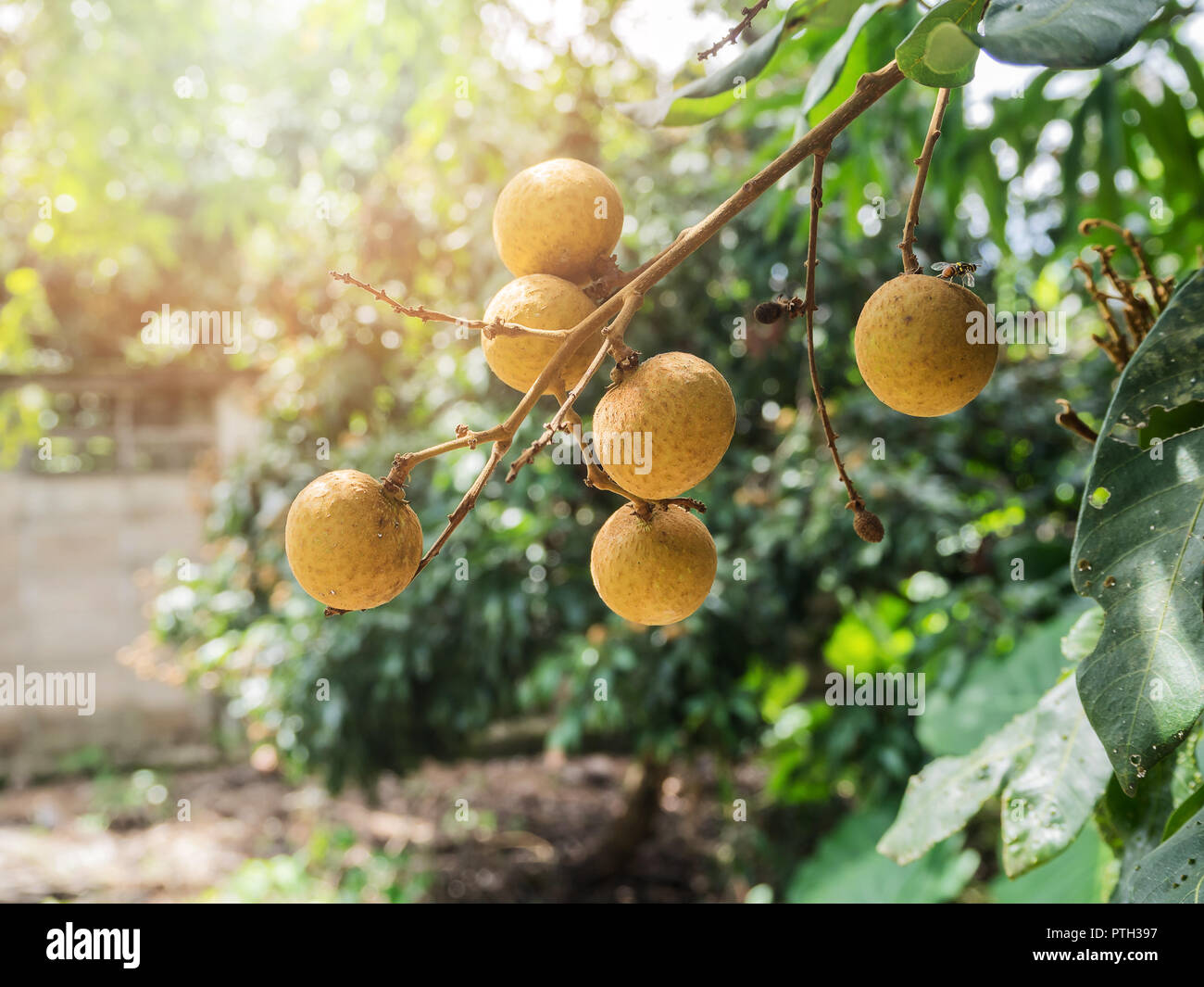Longan on tree garden hi-res stock photography and images - Alamy