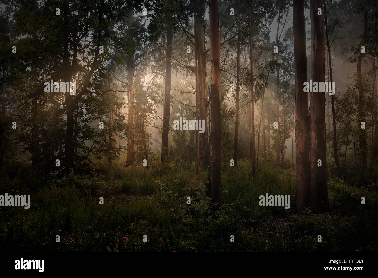 Beautiful dark eucalyptus forest hi-res stock photography and images ...