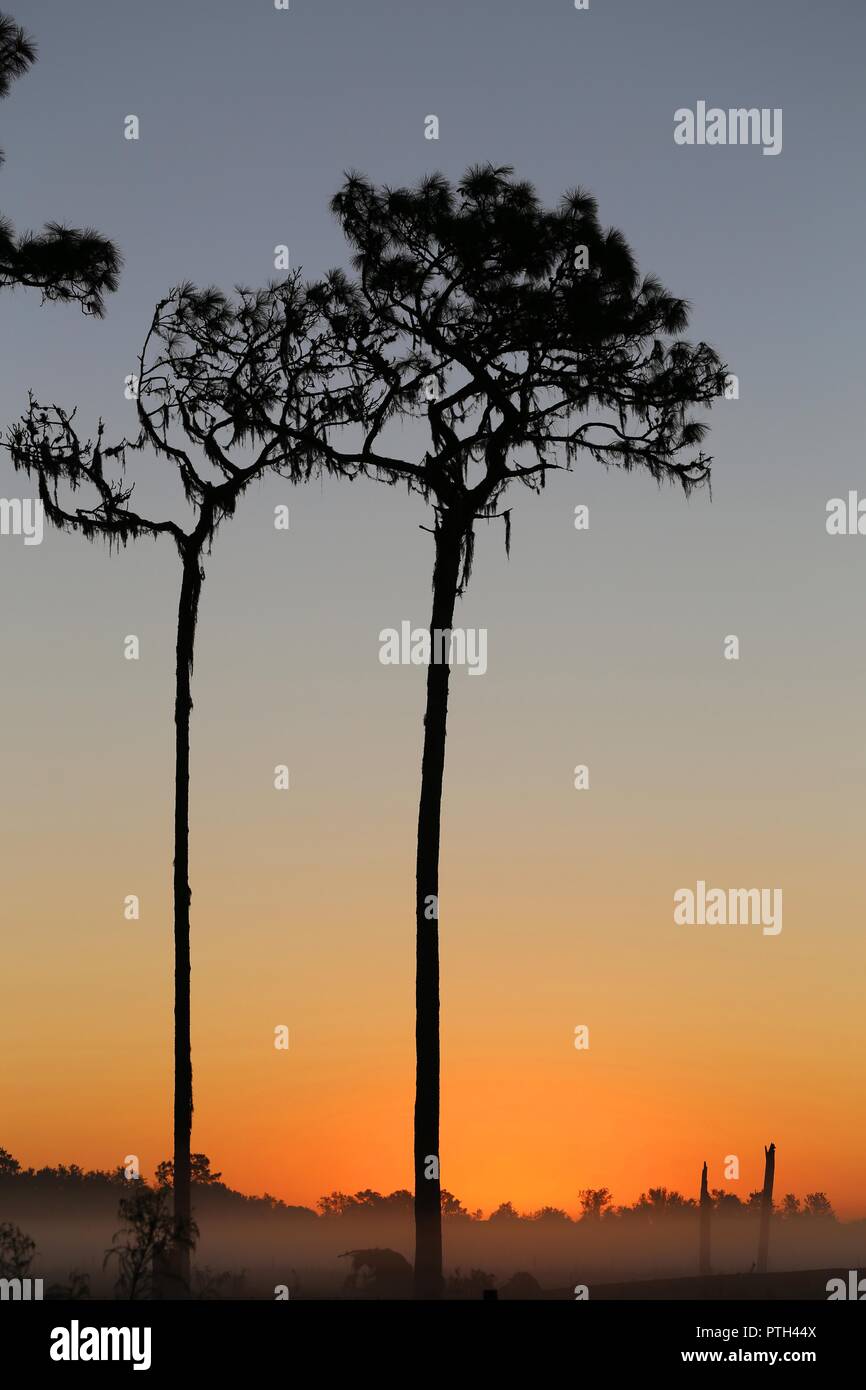 Lone pine tree Stock Photo - Alamy
