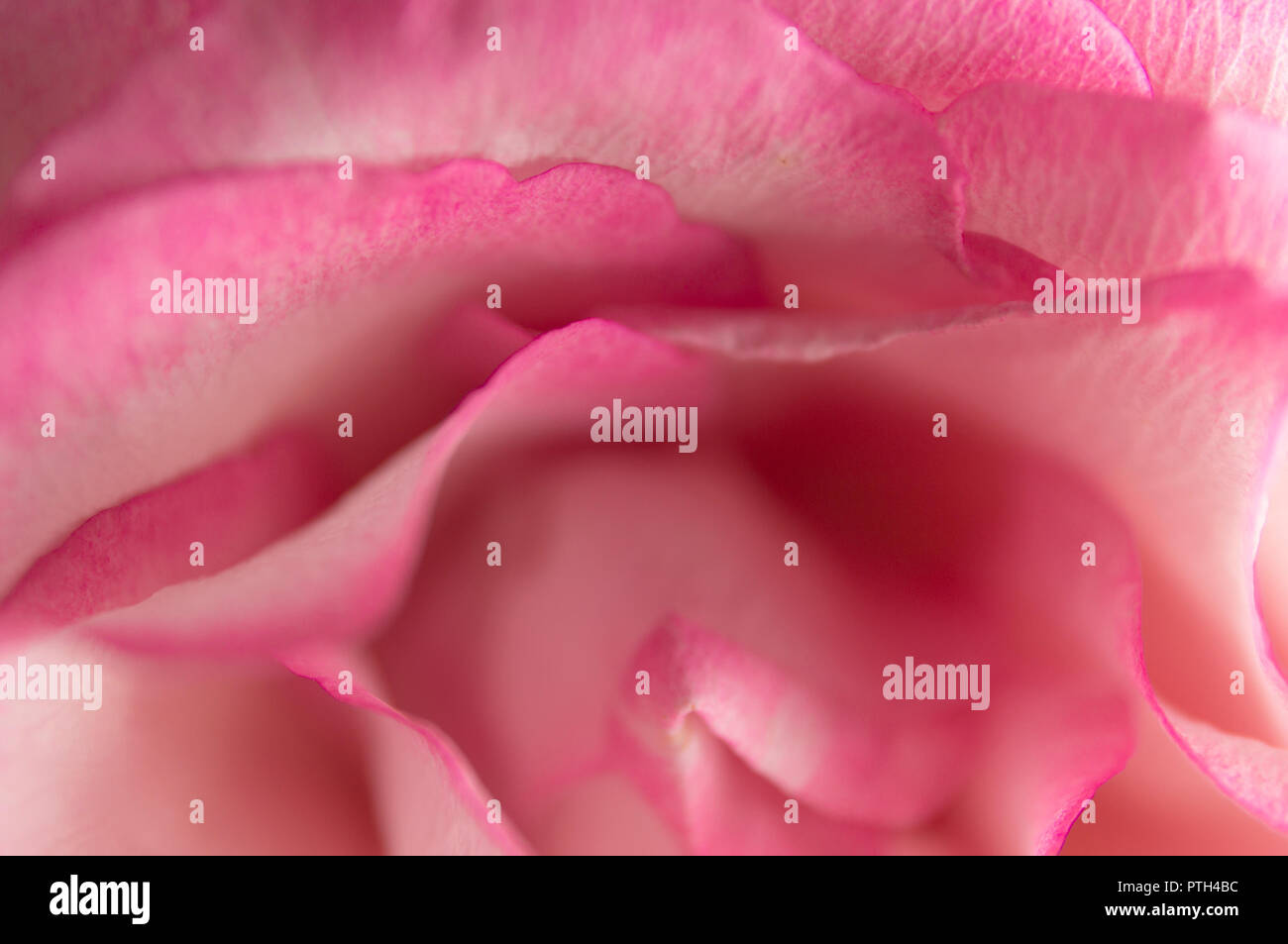 Blur background of flower hi-res stock photography and images - Alamy