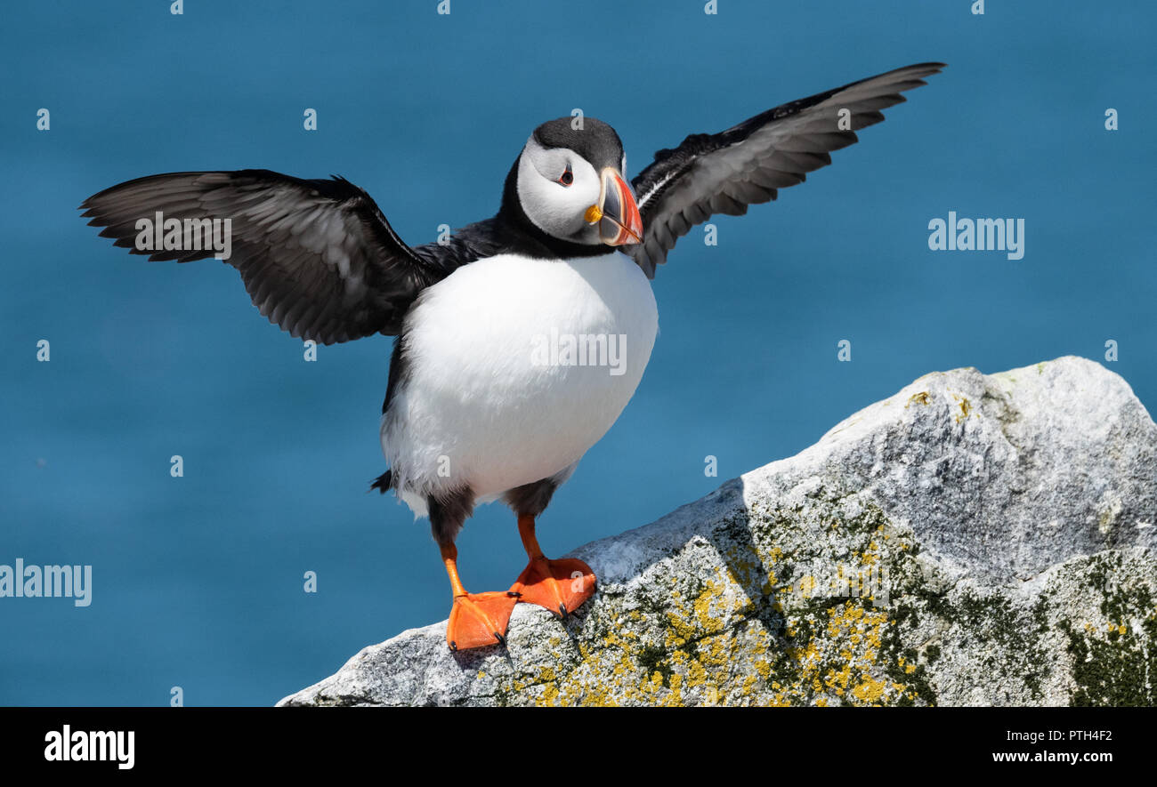 Atlantic puffins, maine hi-res stock photography and images - Alamy