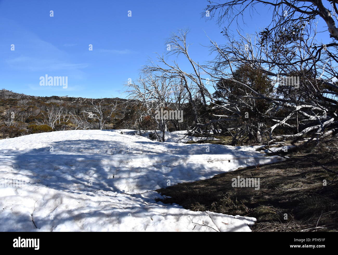 Winter Plants On Snowy Mountain, Australia. Australian gum tree in the ...