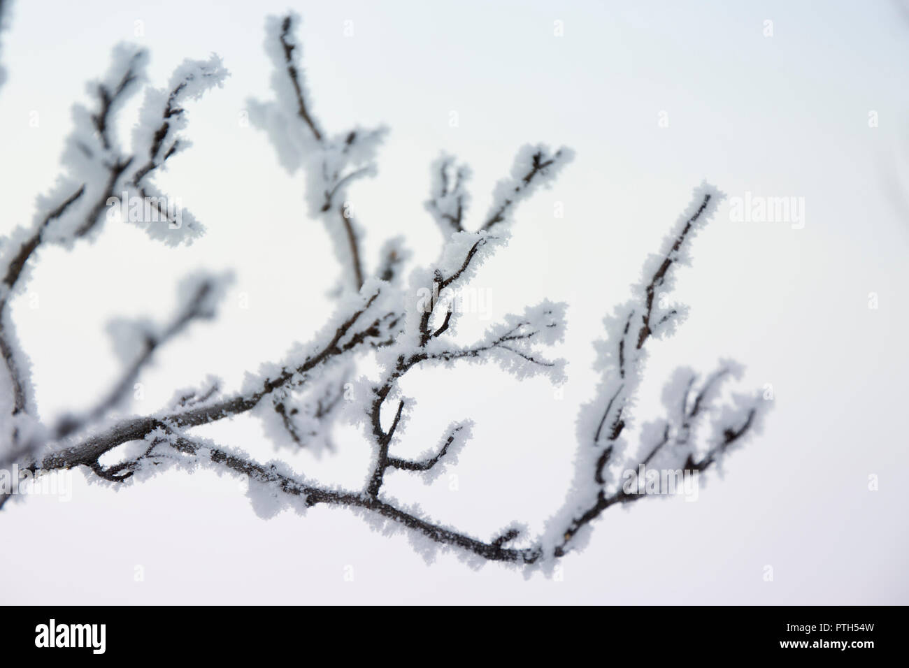 Winter frost branches snow and ice covered. Winter background Stock ...