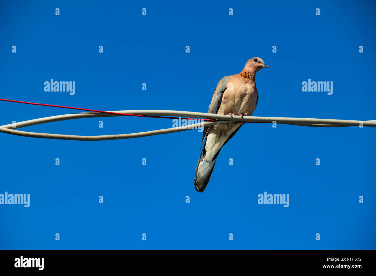 Fluffy doves hi-res stock photography and images - Alamy