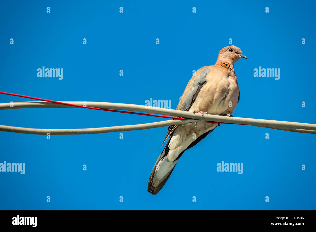 Fluffy doves hi-res stock photography and images - Alamy
