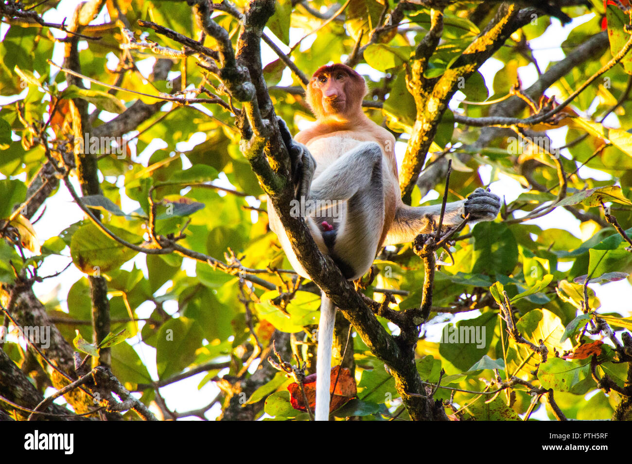 Bako national park proboscis monkey hi-res stock photography and images ...
