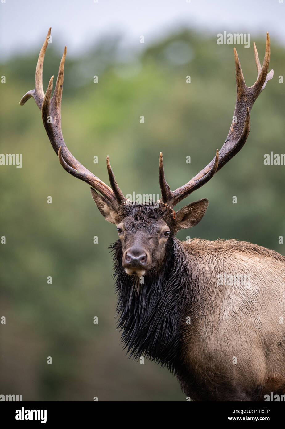 Elk chewing hi-res stock photography and images - Alamy