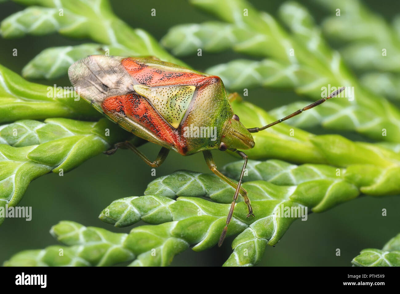Juniper Shieldbug (Cyphostethus tristriatus) on Lawson's Cypress tree ...