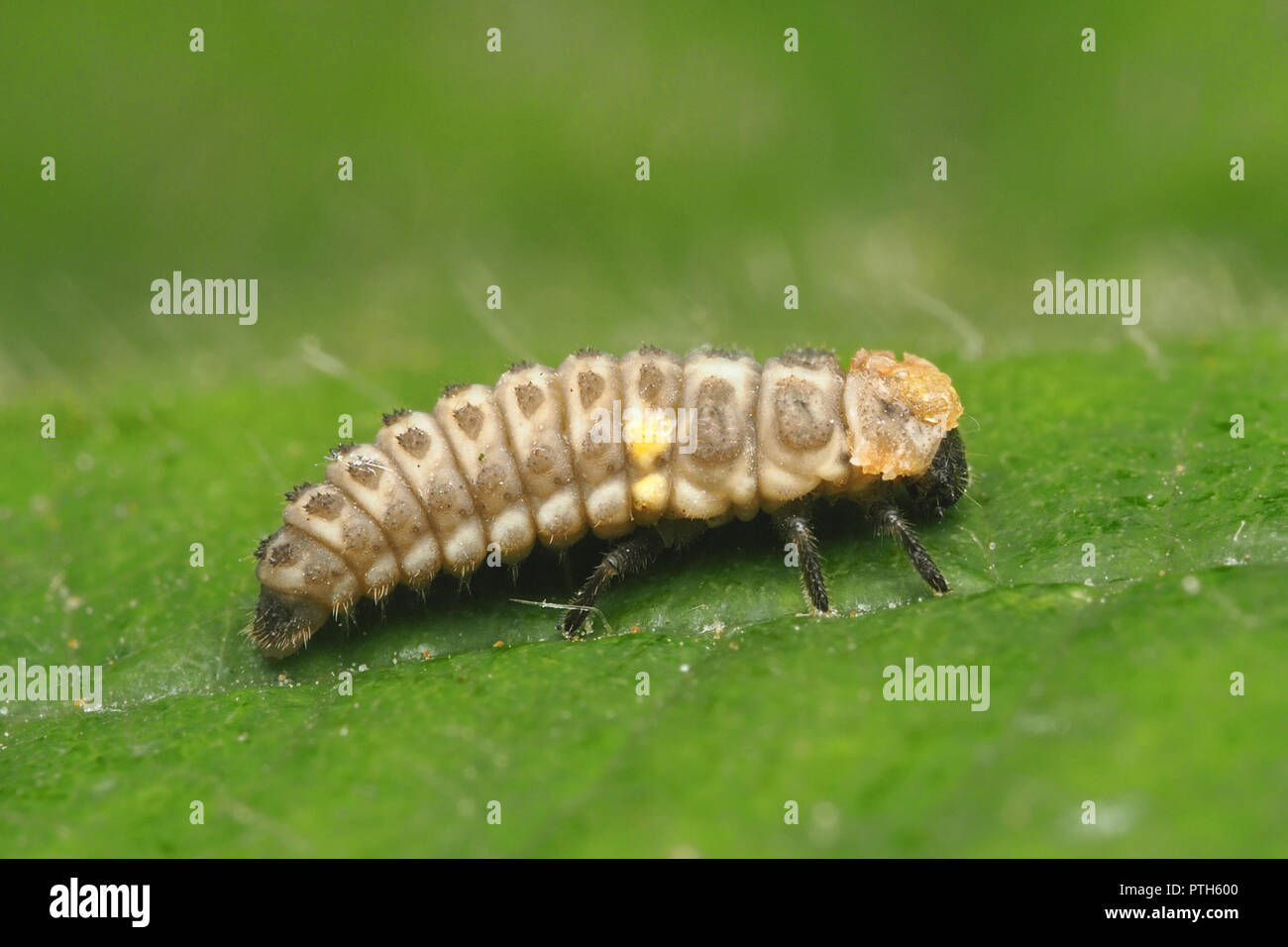 Ladybird larvae hi-res stock photography and images - Alamy