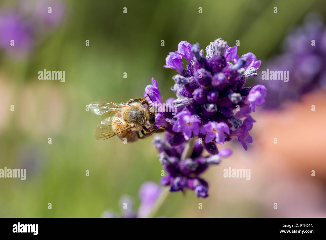 Pollen collecting insects hi-res stock photography and images - Alamy