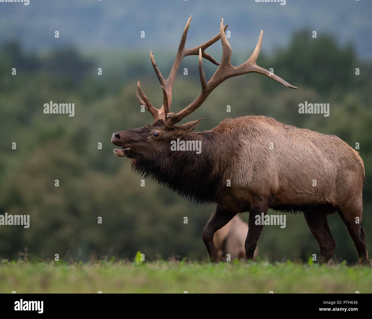 Elk chewing hi-res stock photography and images - Alamy