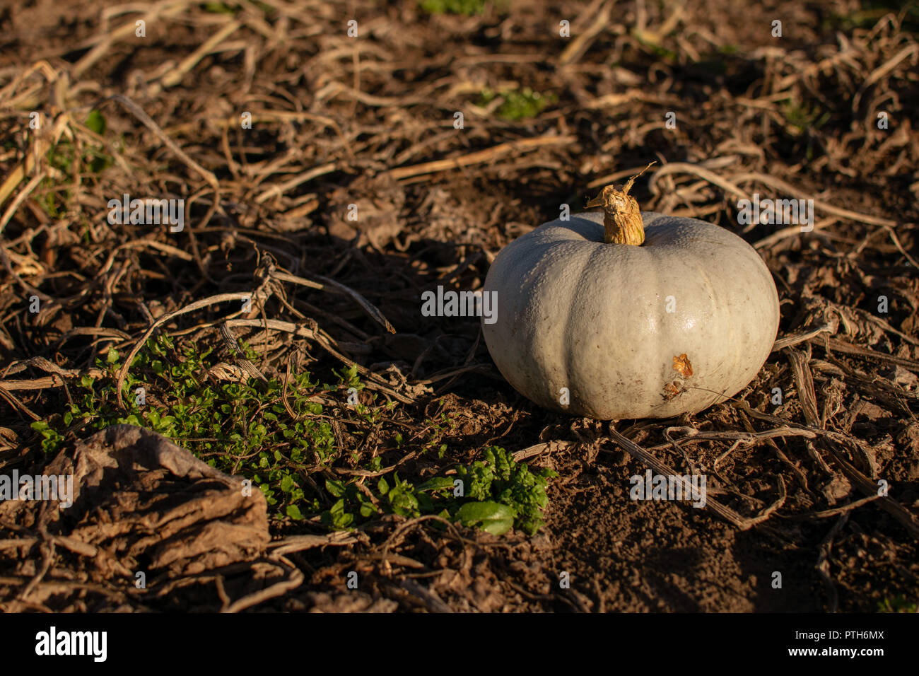 White pumpkin scene hi-res stock photography and images - Alamy