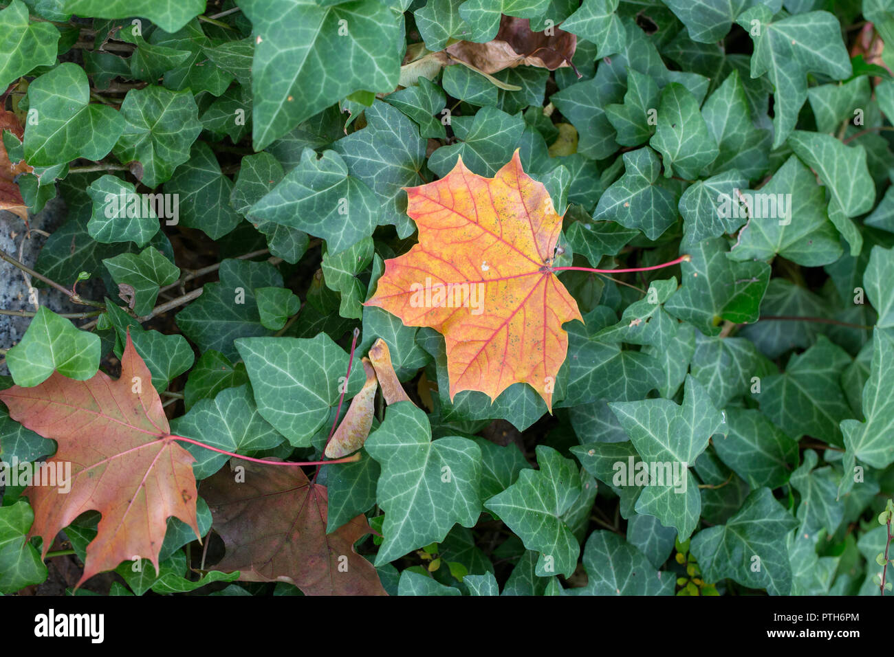 Orange helix hi-res stock photography and images - Alamy
