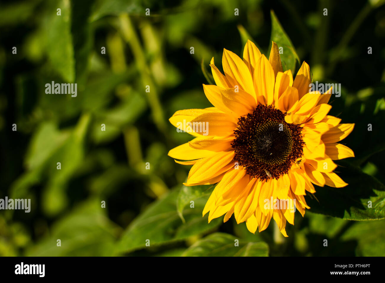 Evening sun sunflower hi-res stock photography and images - Alamy