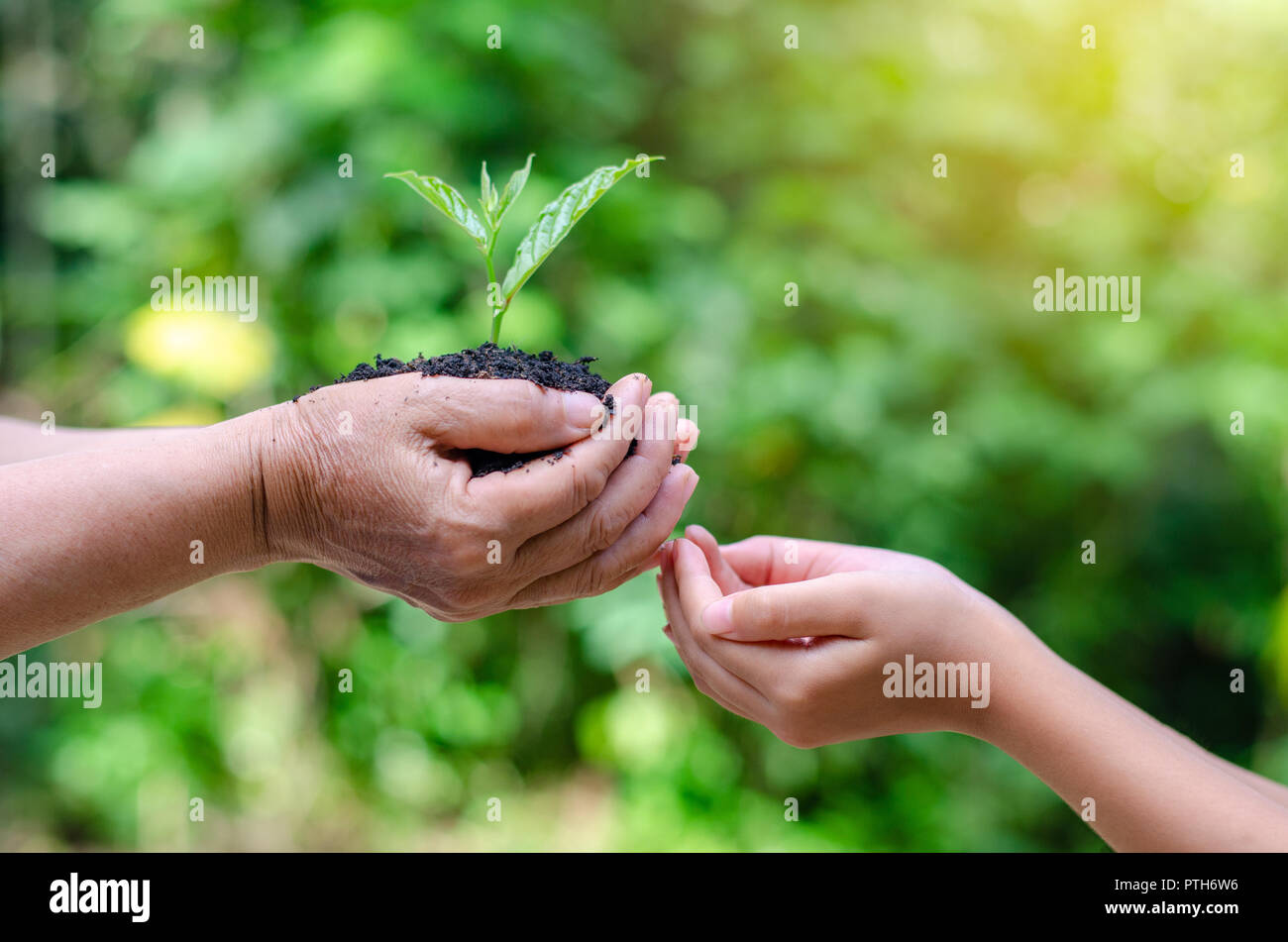 Adults Baby Hand tree environment Earth Day In the hands of trees ...