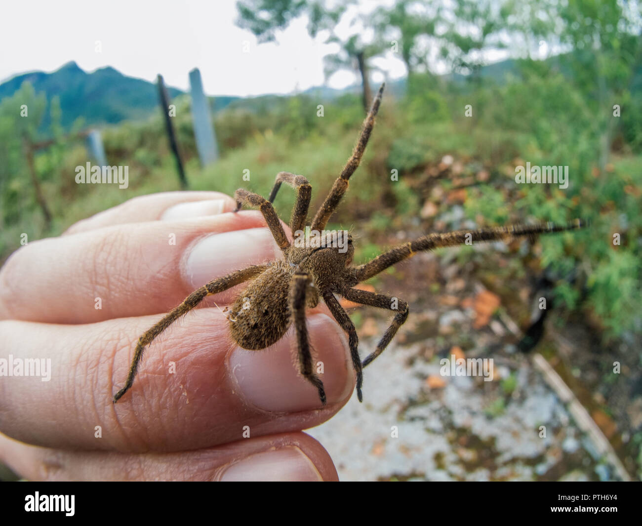 Phoneutria (brazilian wandering spider, armadeira) walking on human ...