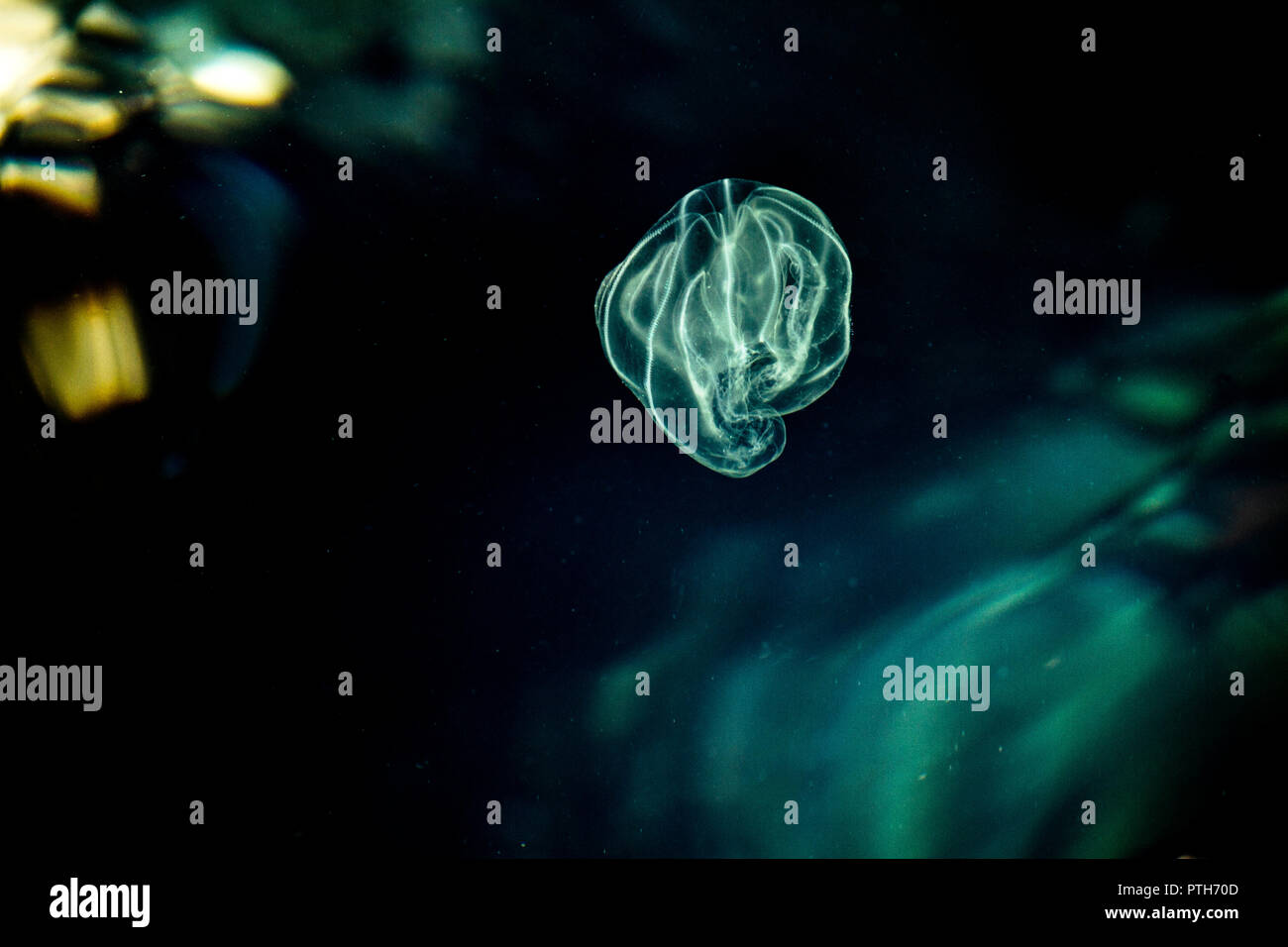 Sea walnut hi-res stock photography and images - Alamy