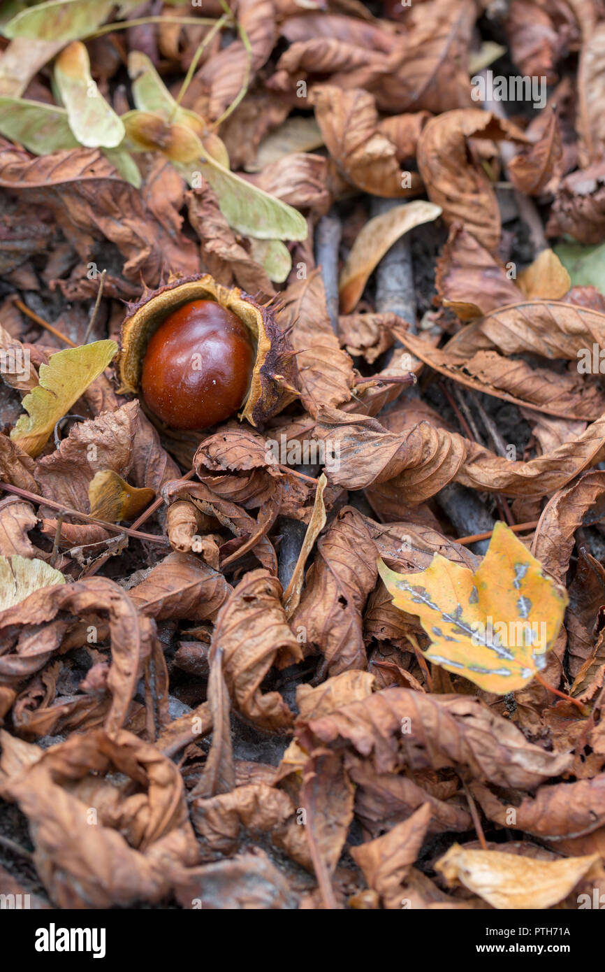Horse chestnut Aesculus hippocastanum seeds on dark autumn leafs Stock ...