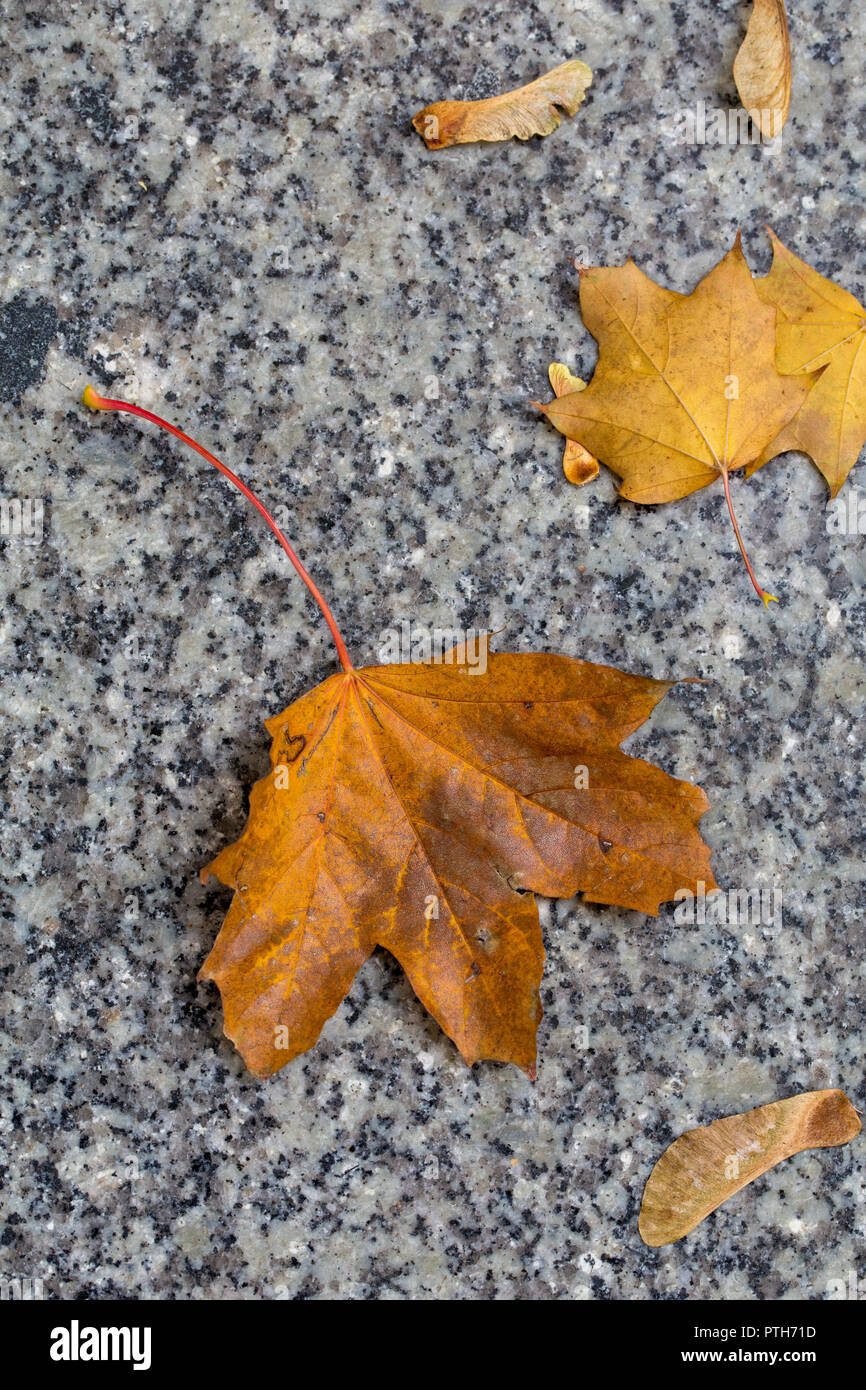 Marble leaf pattern hi-res stock photography and images - Alamy