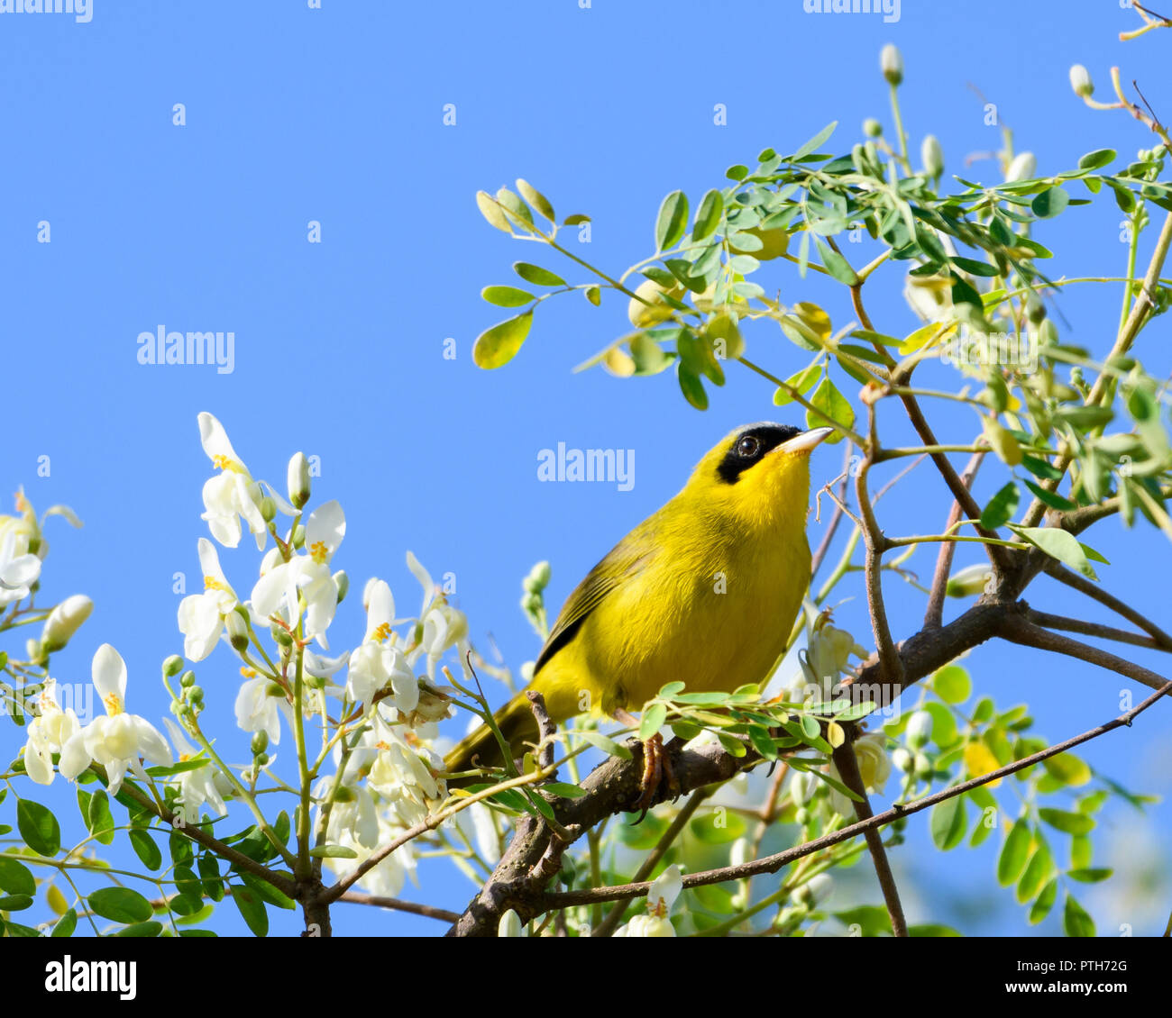 Yellow warbler trinidad hi-res stock photography and images - Alamy