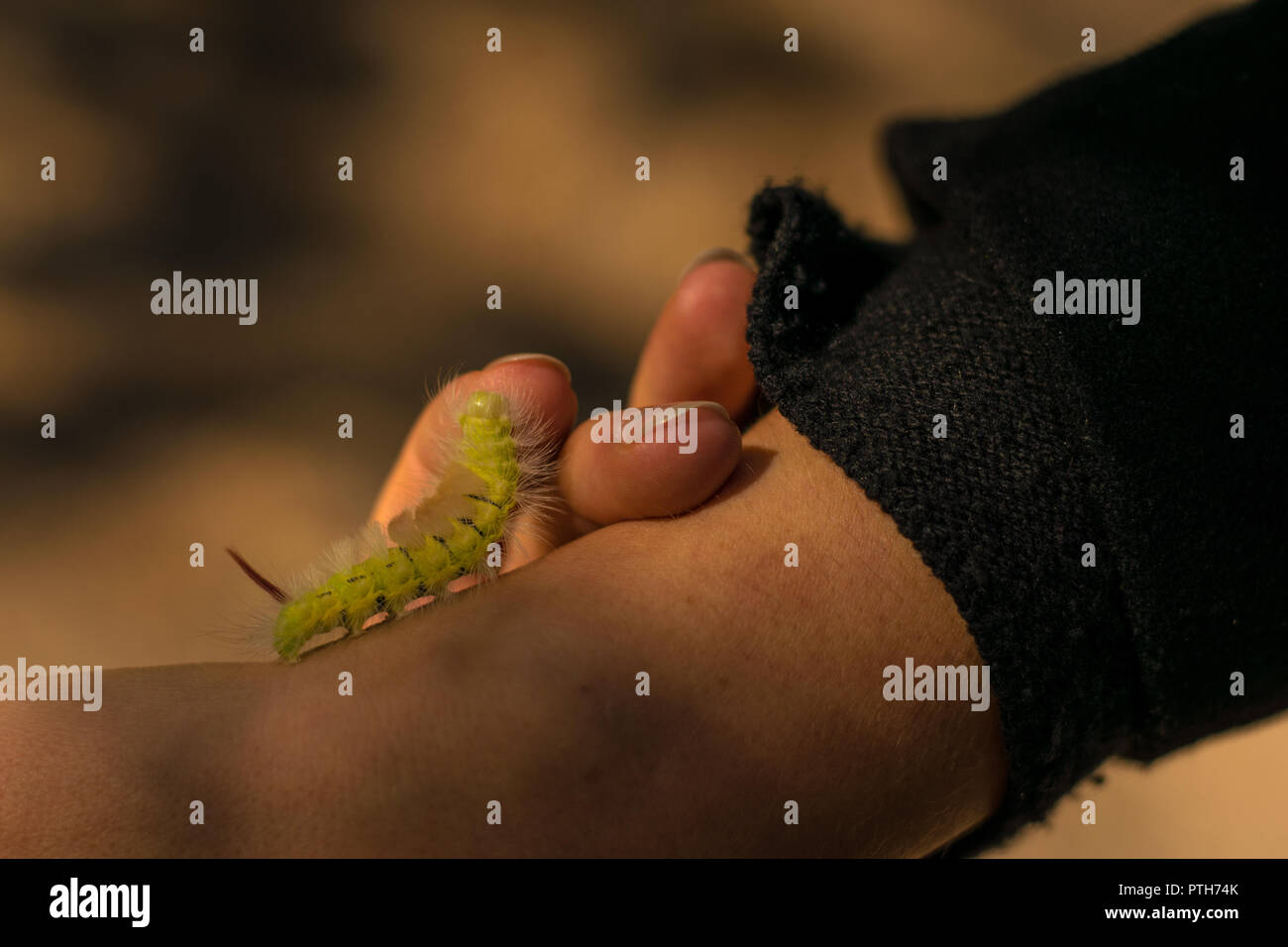 Caterpillar on a hand Stock Photo - Alamy