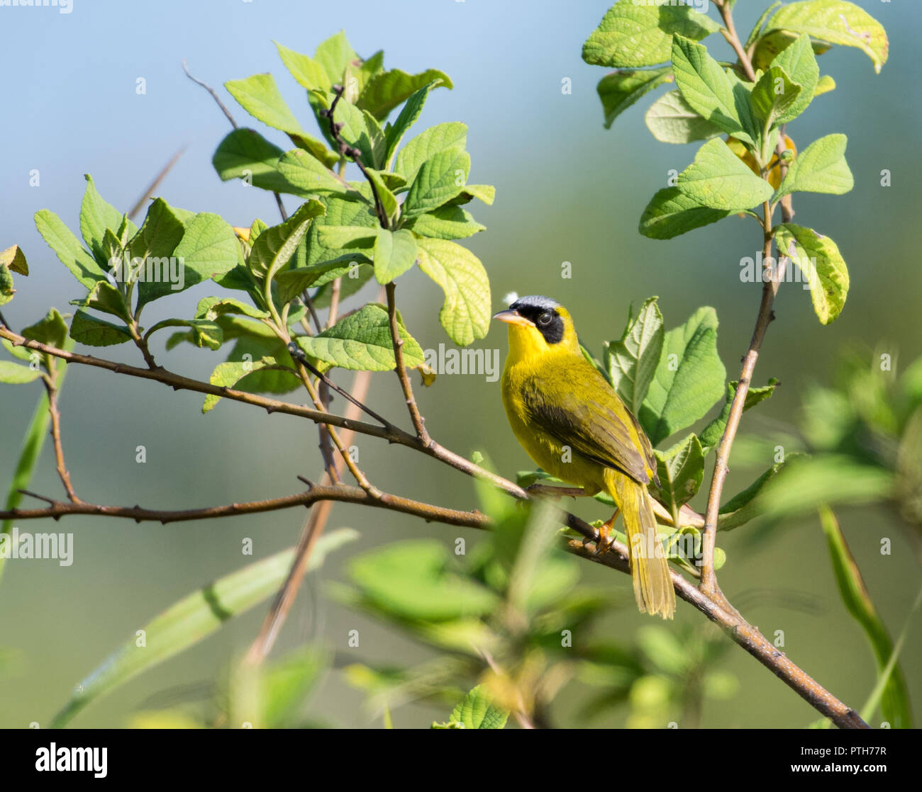 Sunny perches hi-res stock photography and images - Alamy