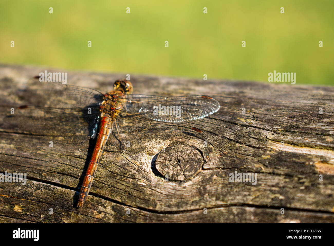Dragonfly in nature hi-res stock photography and images - Alamy