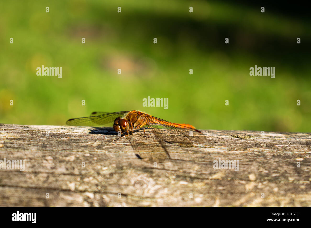 Dragonfly in nature hi-res stock photography and images - Alamy