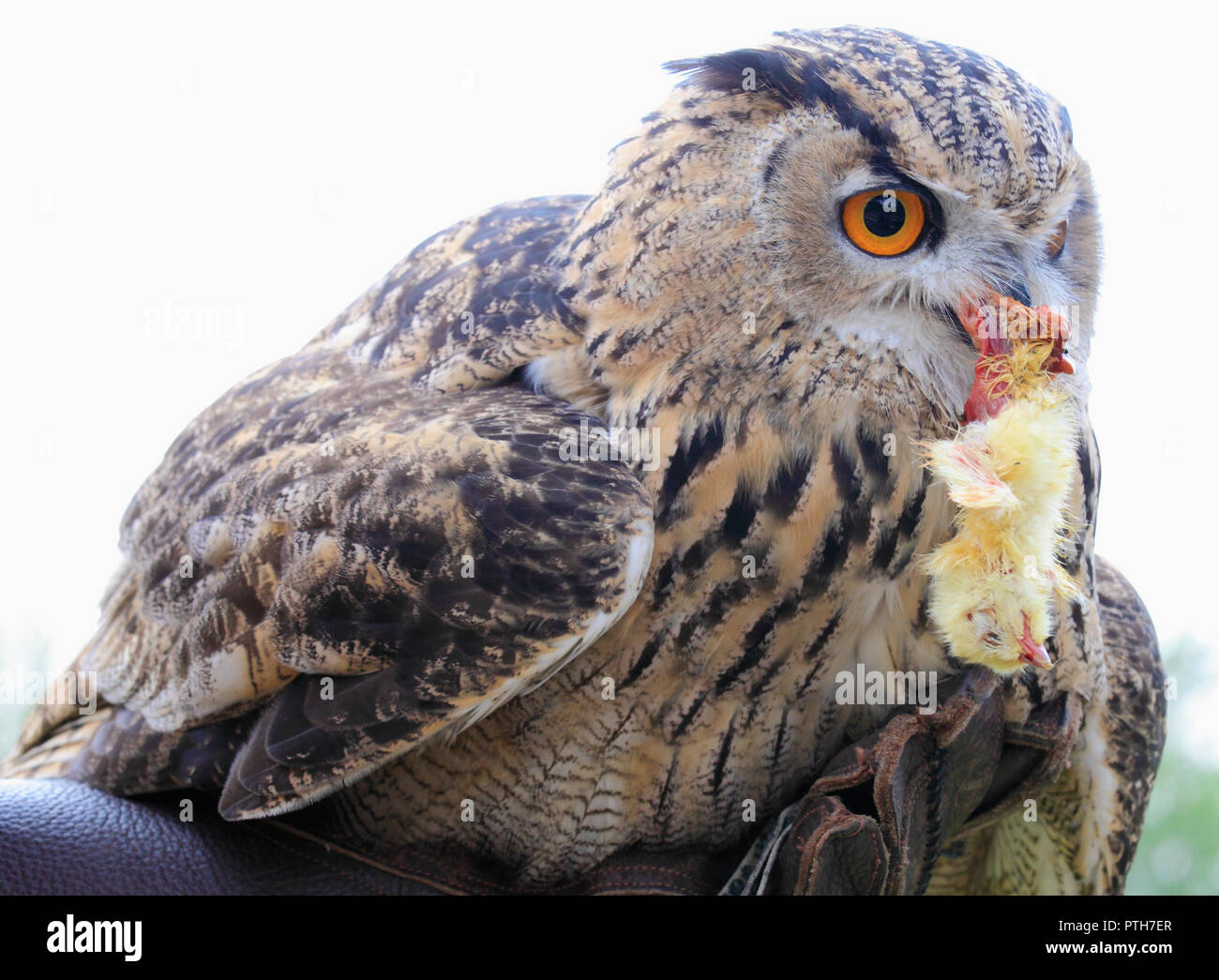 Kazakhstan; Almaty, Sunkar Falcon Centre, eurasian eagle-owl, bubo bubo ...