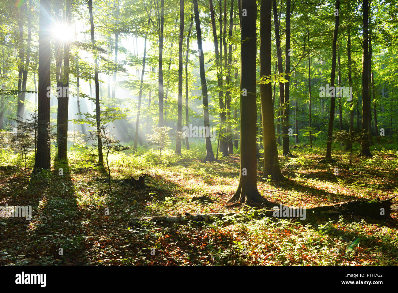 Morning in the forest Stock Photo - Alamy