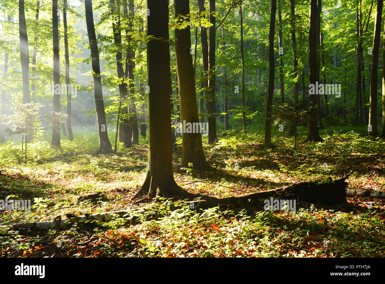 Morning in the forest Stock Photo - Alamy