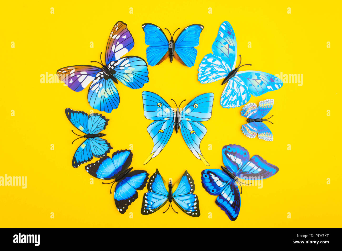 Circle of blue butterfly on yellow background with copy space, top view ...