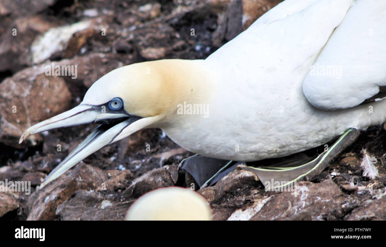 A view of a Gannet on Bass Rock in Scotland Stock Photo - Alamy