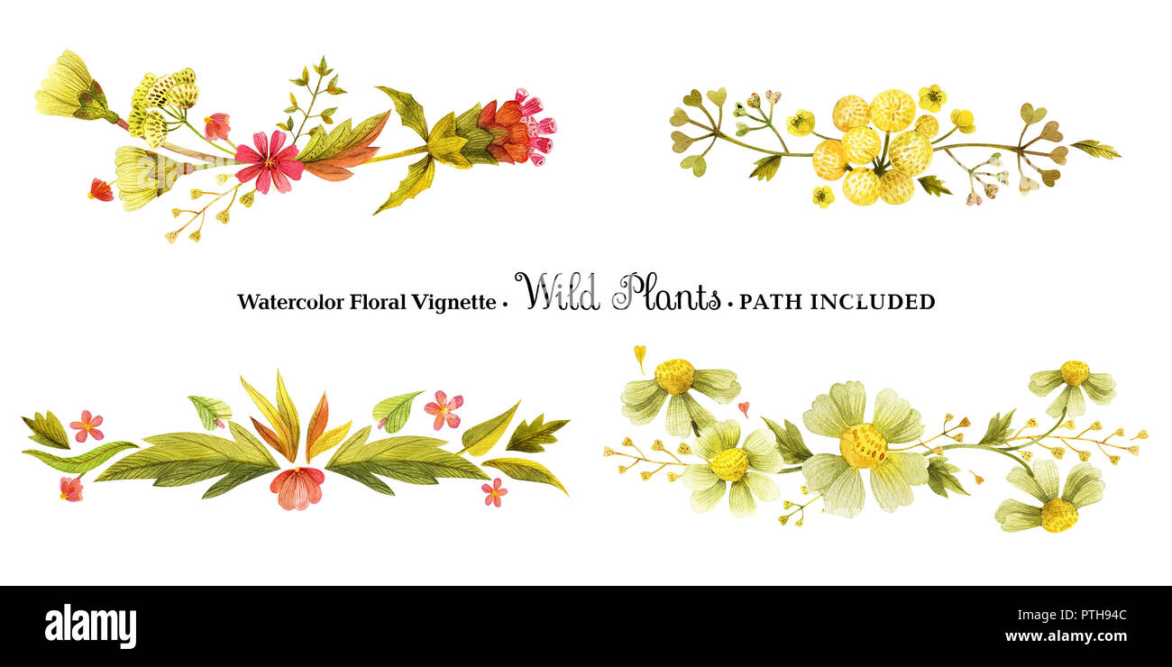 Yellow wild plants vignettes for decoration. Watercolor compositions on ...