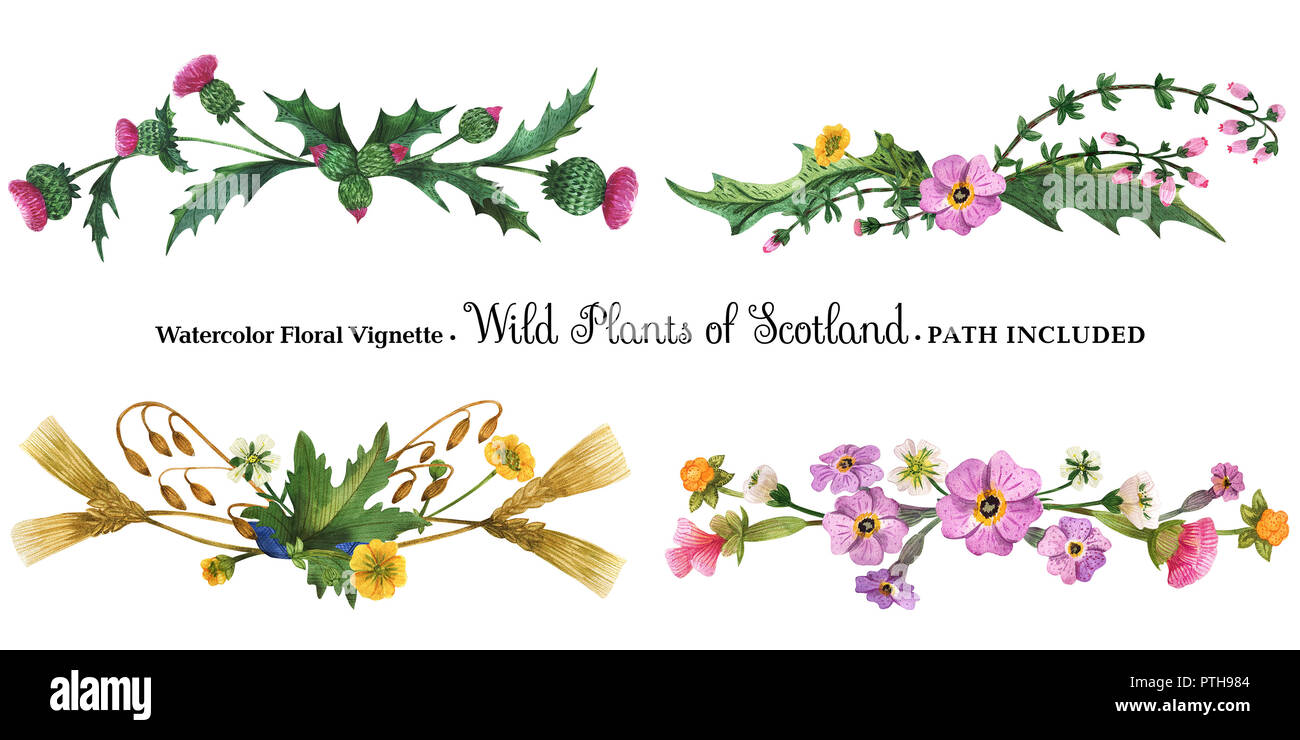 Floral hand painted watercolor vignette. Wild plants of Scotland on a ...