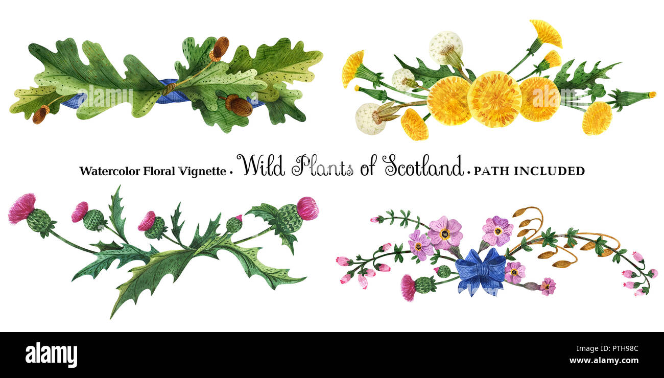 Floral hand painted watercolor vignette. Wild plants of Scotland on a ...