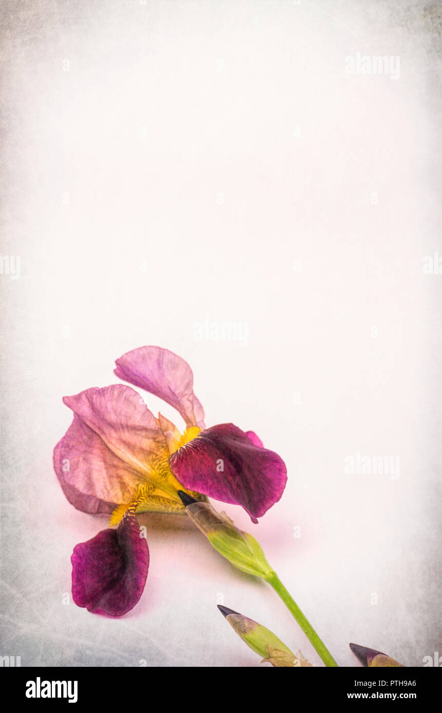 iris germanica still life - blooming flowers Stock Photo - Alamy