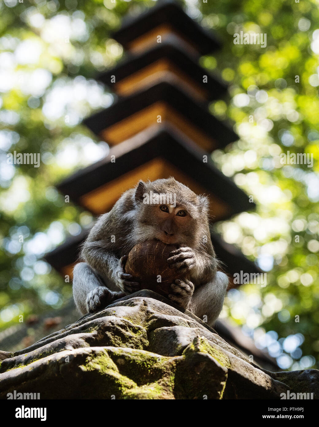 Monkeys in Ubud Bali Stock Photo - Alamy