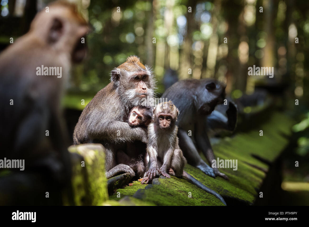 Bali monkey forrest hi-res stock photography and images - Alamy