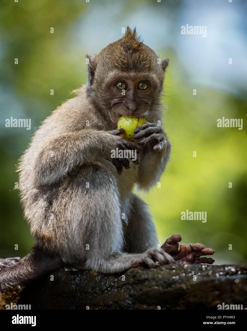 Monkeys in Ubud Bali Stock Photo - Alamy
