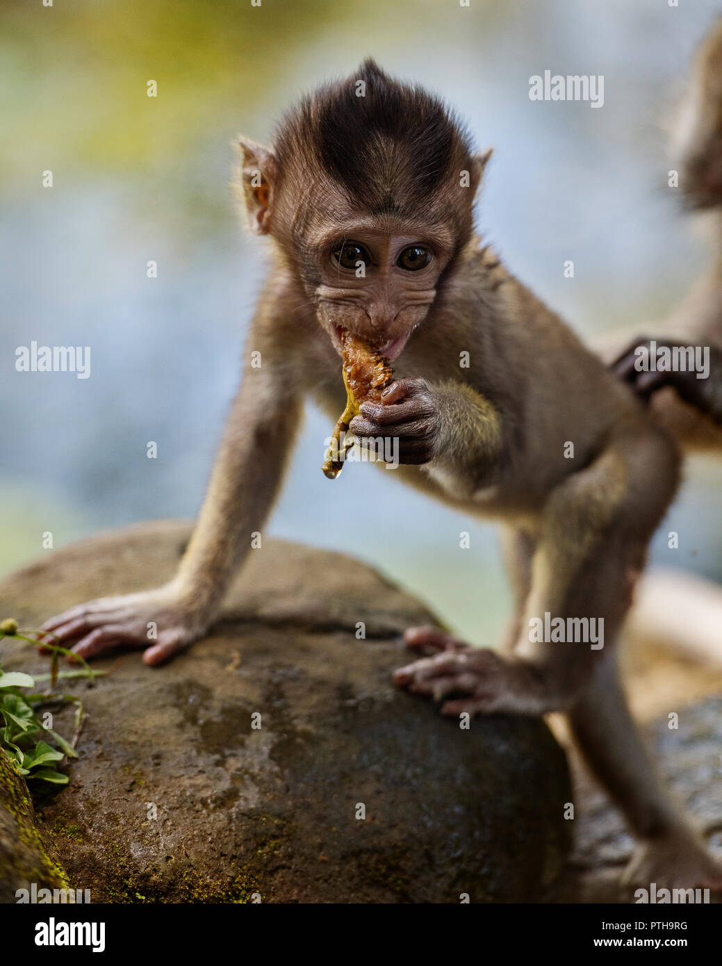 Epic monkey pictures hi-res stock photography and images - Alamy
