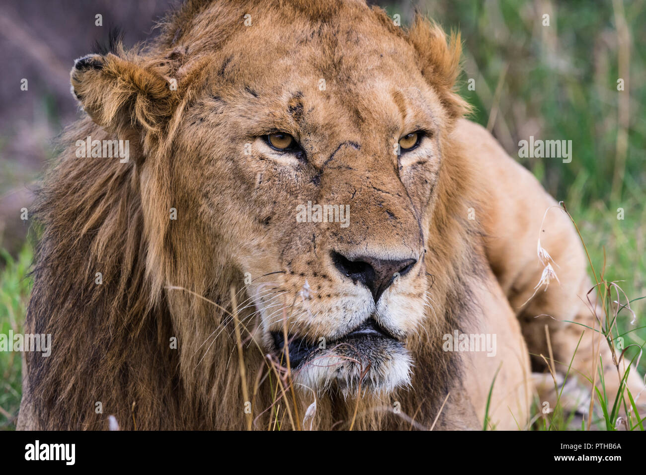Adult lion hi-res stock photography and images - Alamy