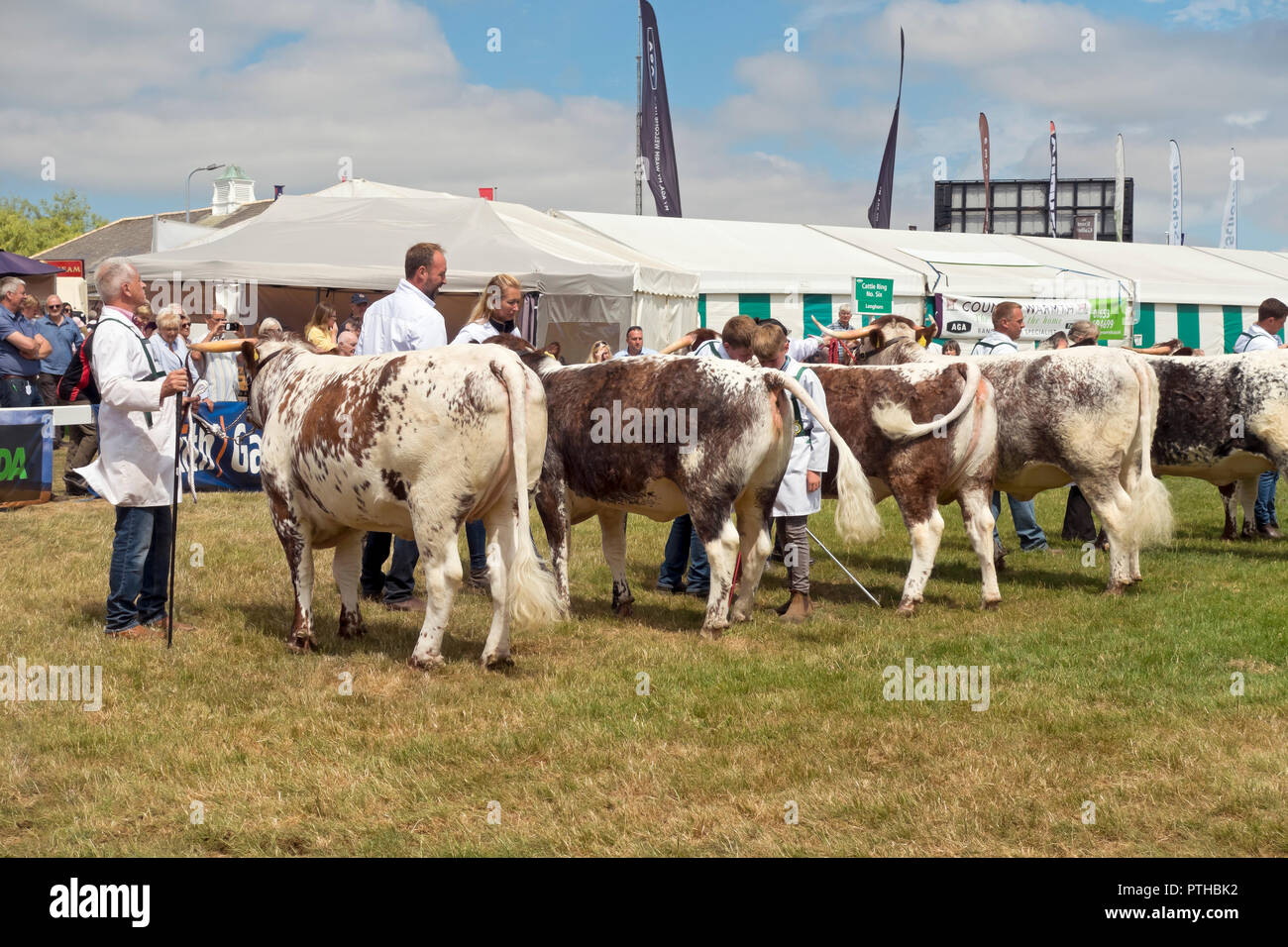 Great Yorkshire Show Cattle High Resolution Stock Photography and ...