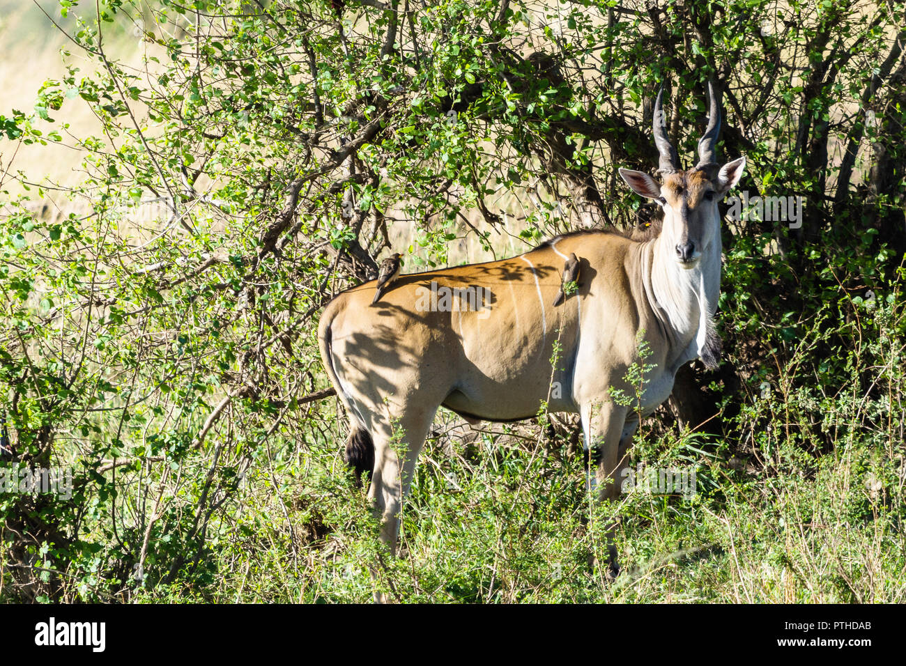 Common eland, Masai Mara National Reserve, Kenya Stock Photo - Alamy